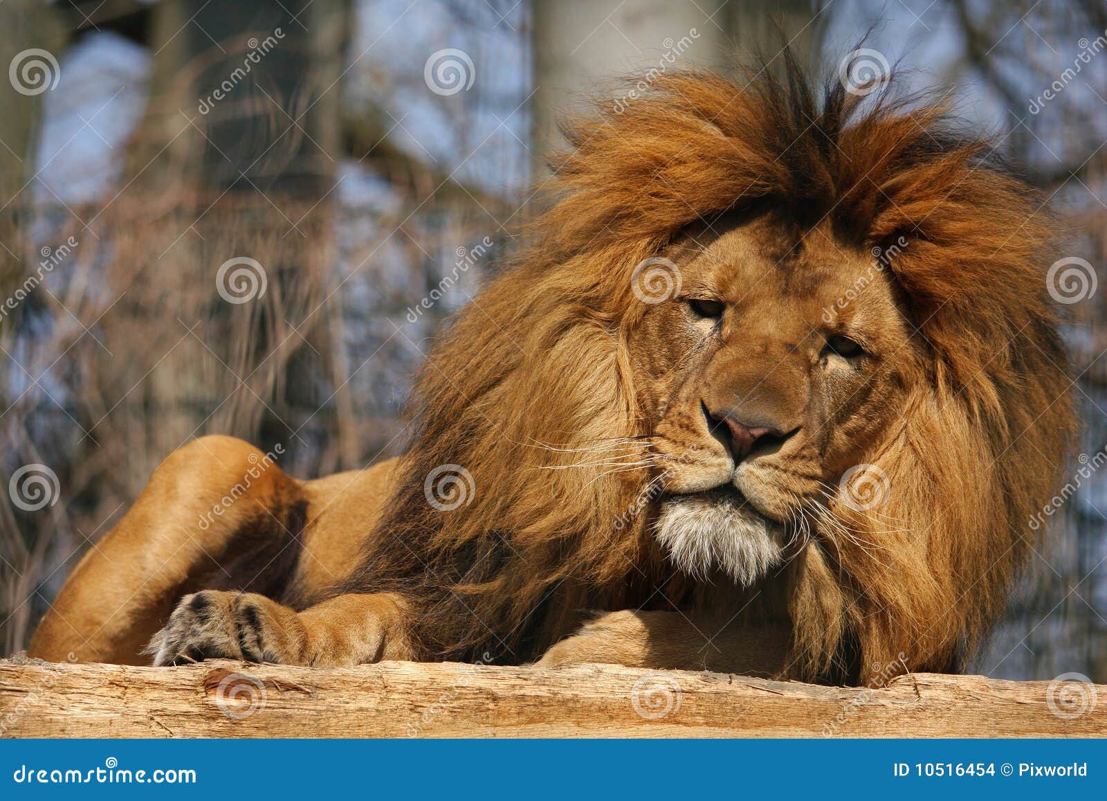 Tired lion stock photo. Image of africa, mane, asleep - 10516454