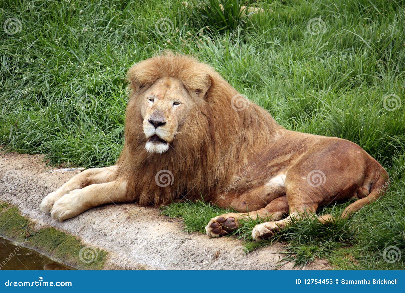 Tired Lion stock image. Image of furry, canine, animal - 12754453