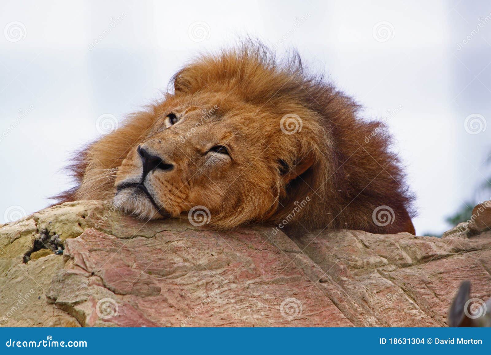 Tired lion stock photo. Image of rock, nature, england - 18631304