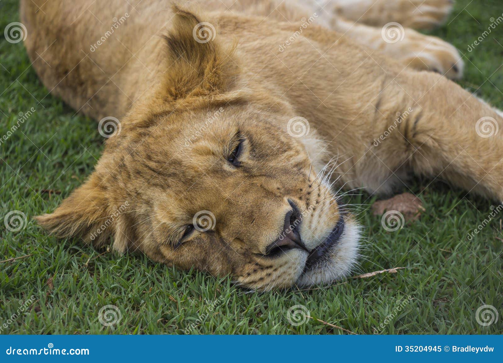 Tired Lion Cub Portrait 2 stock image. Image of five - 35204945