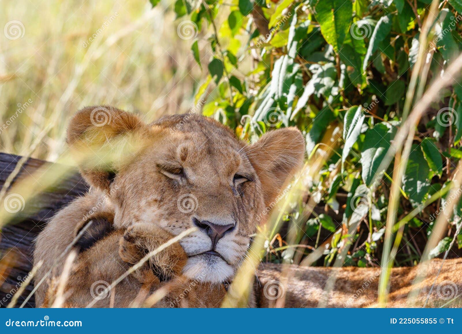 Tired Lion Stock Photography | CartoonDealer.com #201758036