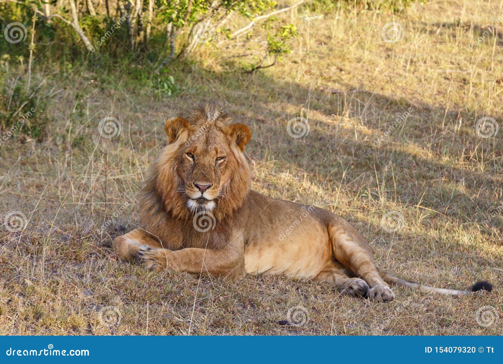 Tired Lion Male Looking at the Camera Stock Photo - Image of look ...