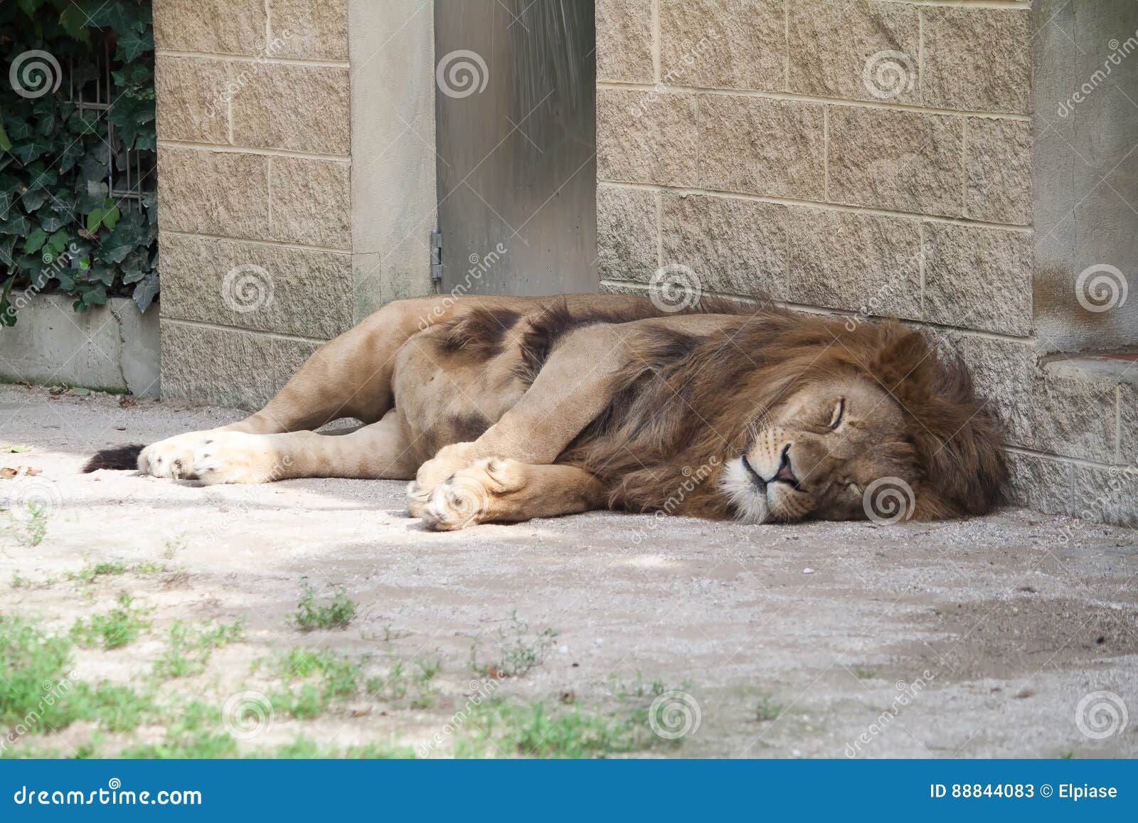 Tired Lion sleeping stock image. Image of daylight, fauna - 88844083