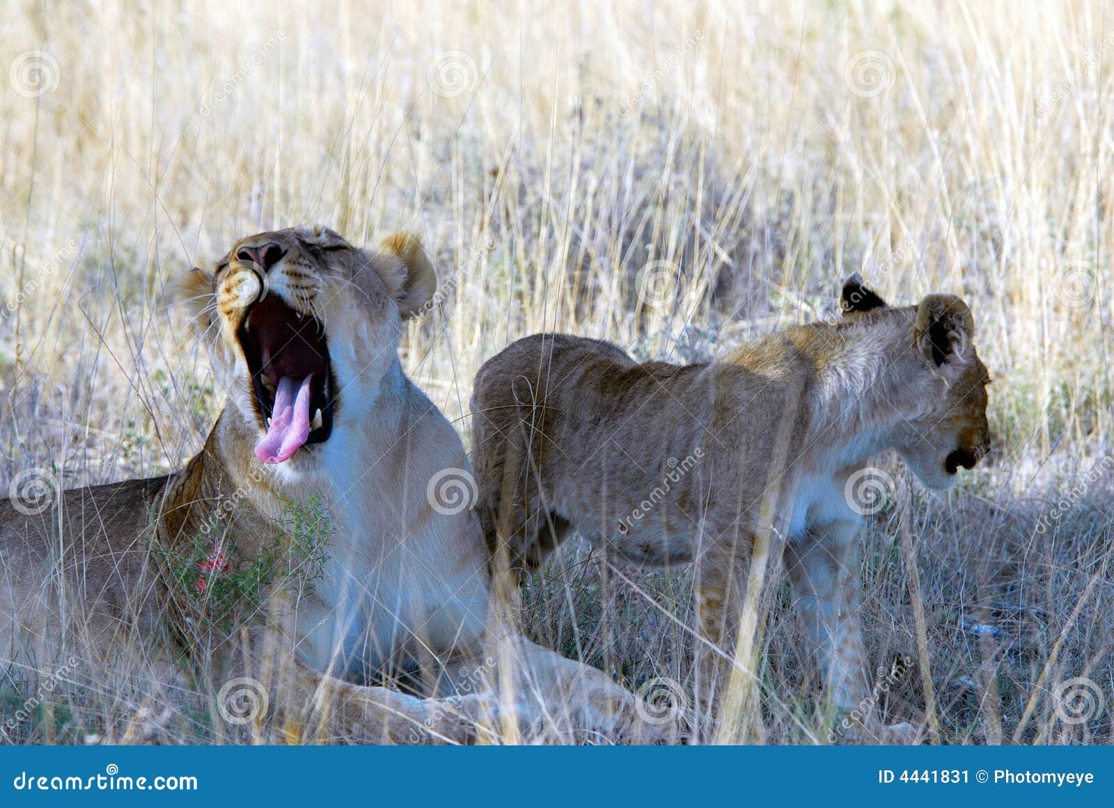 Tired Lions stock image. Image of dangerous, tired, mammal - 4441831