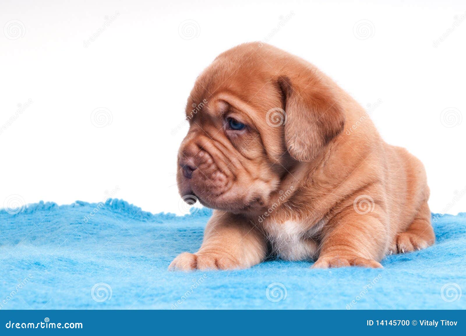 Tired little puppy stock photo. Image of eyed, beautiful - 14145700