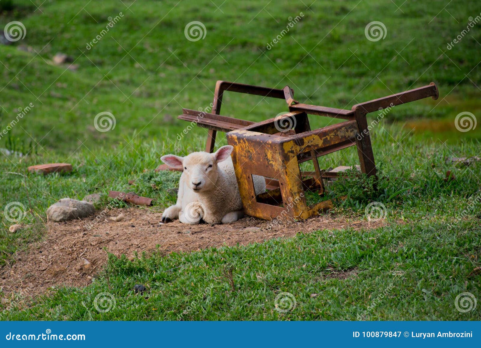 Tired sheep stock image. Image of sheep, sitting, white - 100879847