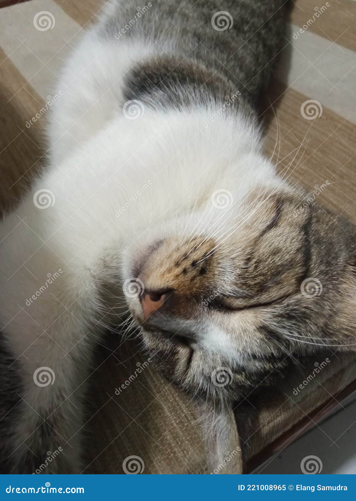 Tired after a Long Day Playing with Mice Stock Image - Image of mice ...