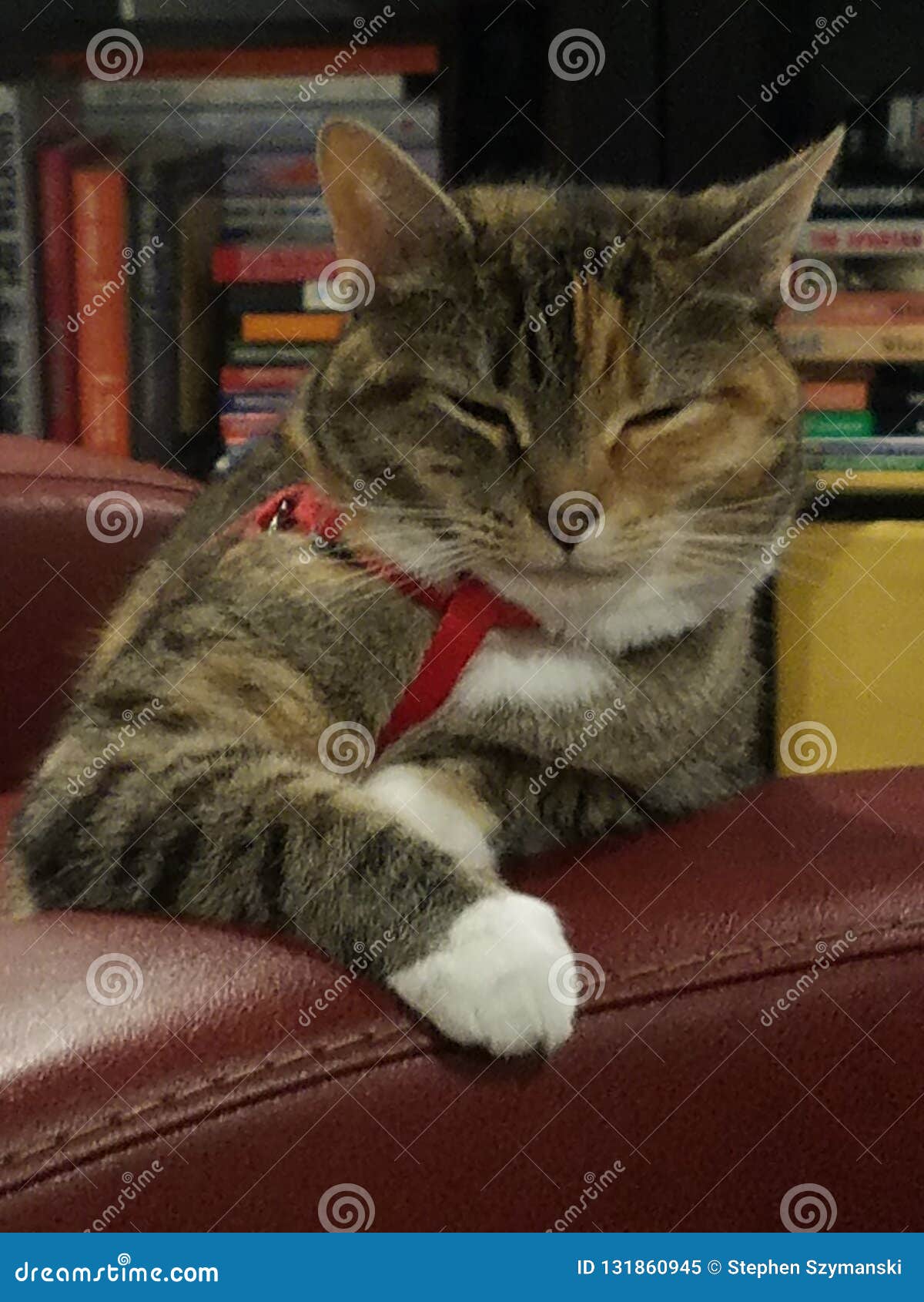 Tired lounging cat stock image. Image of maple, changing - 131860945