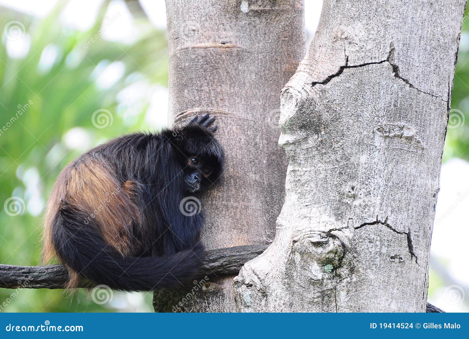 Tired Monkey stock photo. Image of cute, monkeys, pets - 19414524