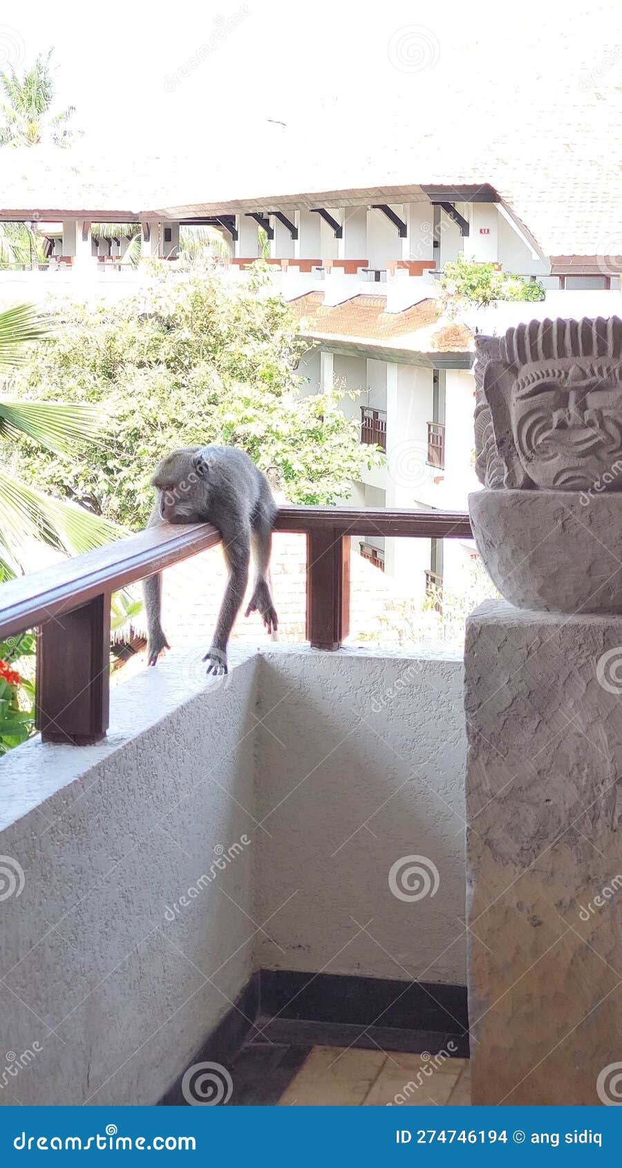 Tired monkey stock photo. Image of nature, relax, tired - 274746194