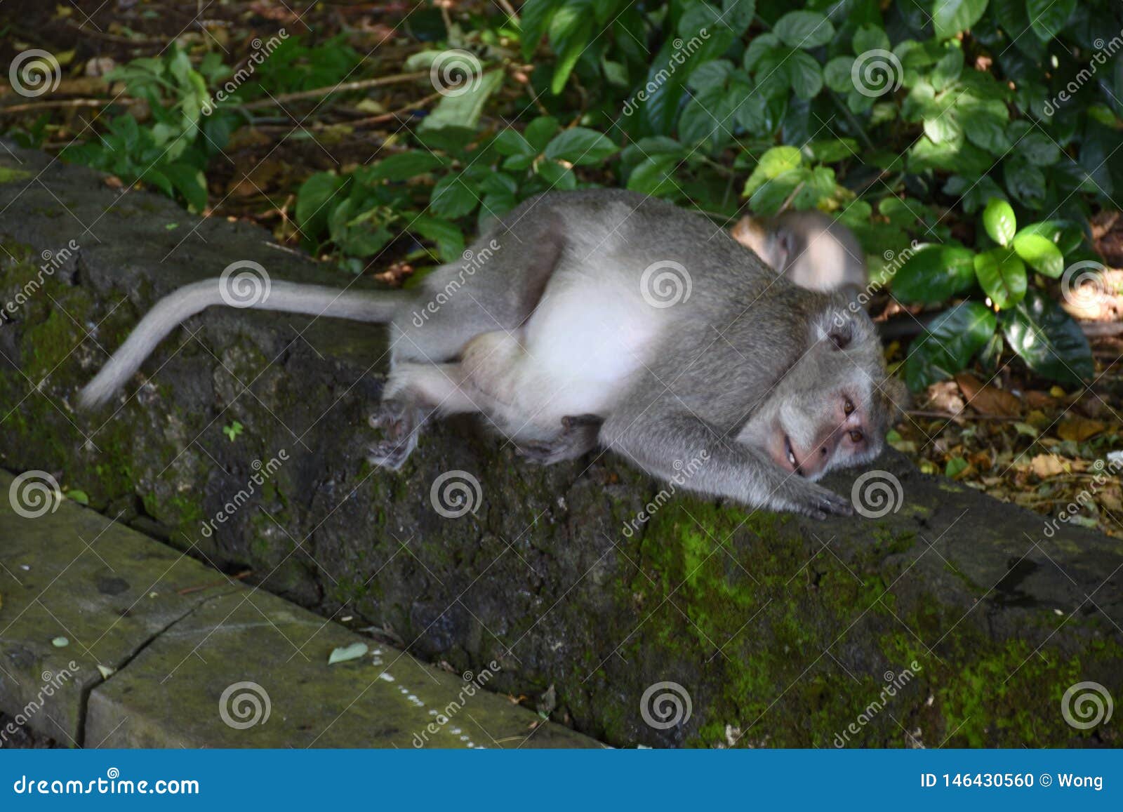 Tired stock photo. Image of sleep, sleeping, upset, tired - 146430560