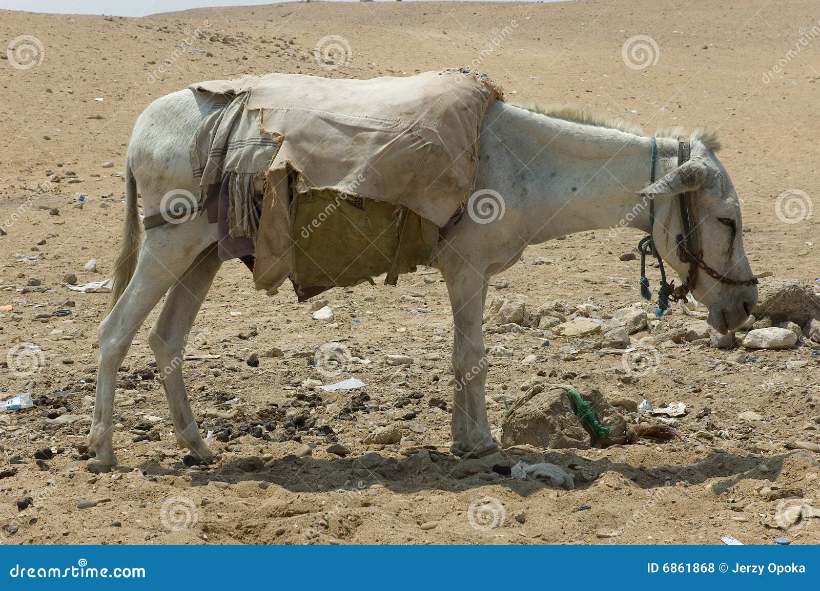 Tired mule stock photo. Image of animal, husbandry, mammal - 6861868