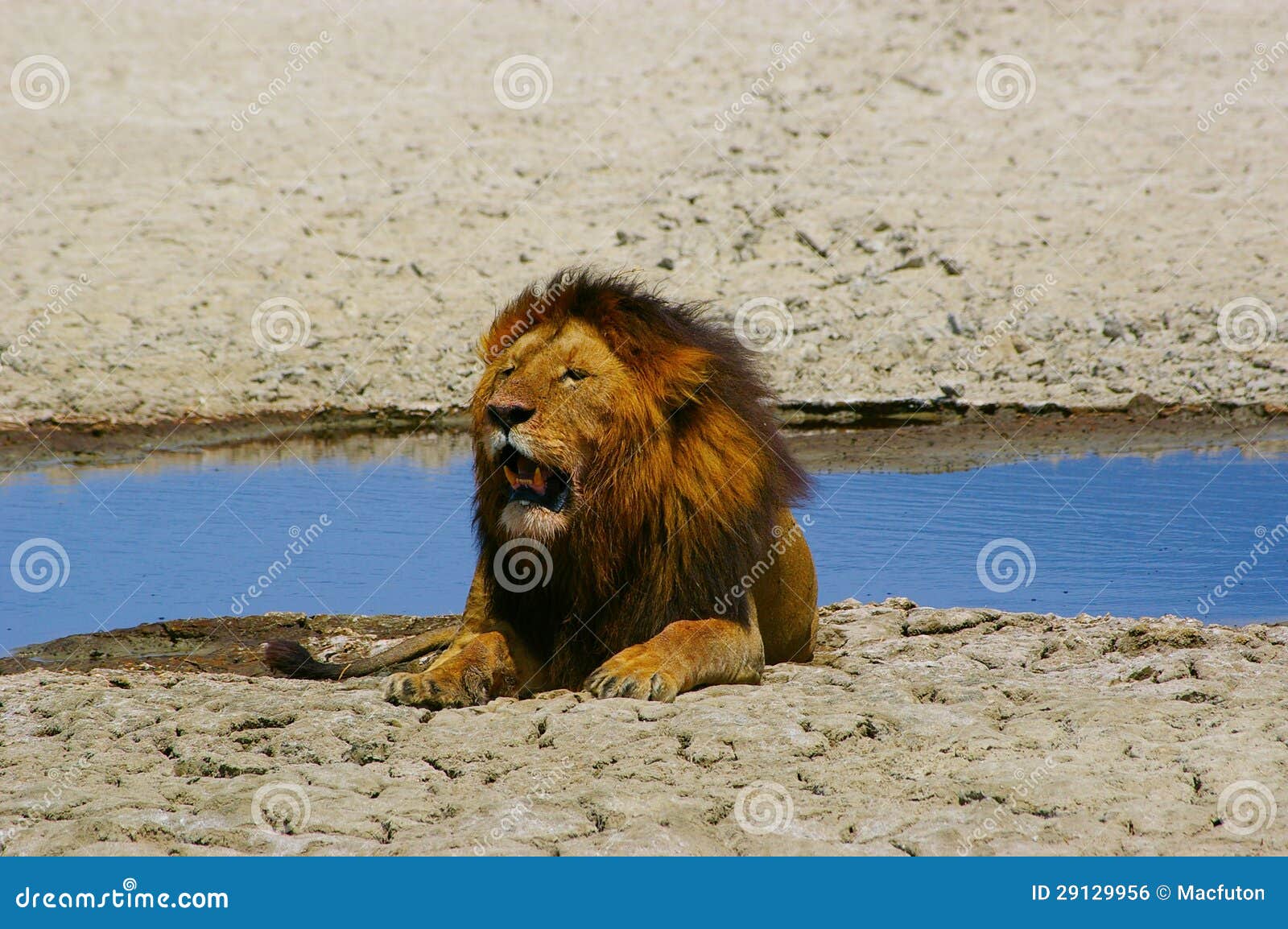 Tired Old Lion Resting Next To Water Stock Photo - Image of africa ...