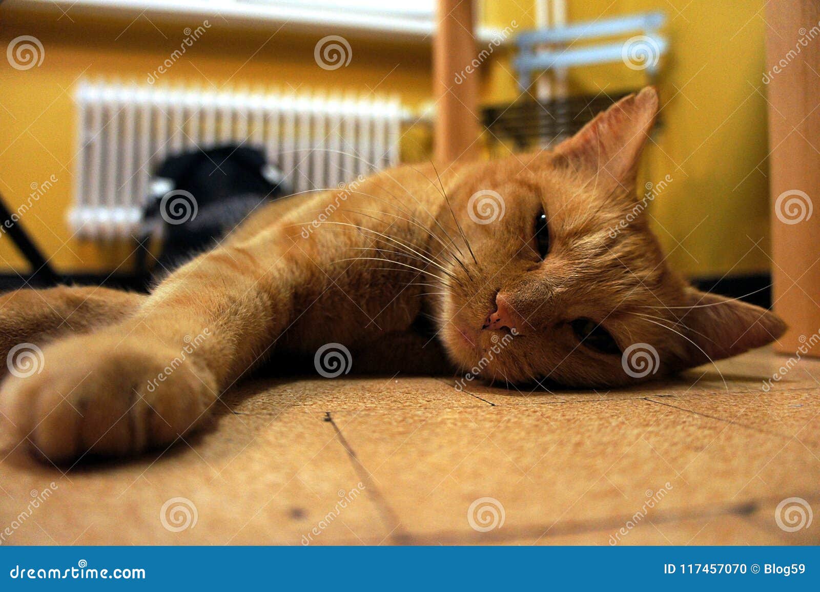 Tired Orange Cat Lying on the Floor Stock Photo - Image of eyes, mammal ...