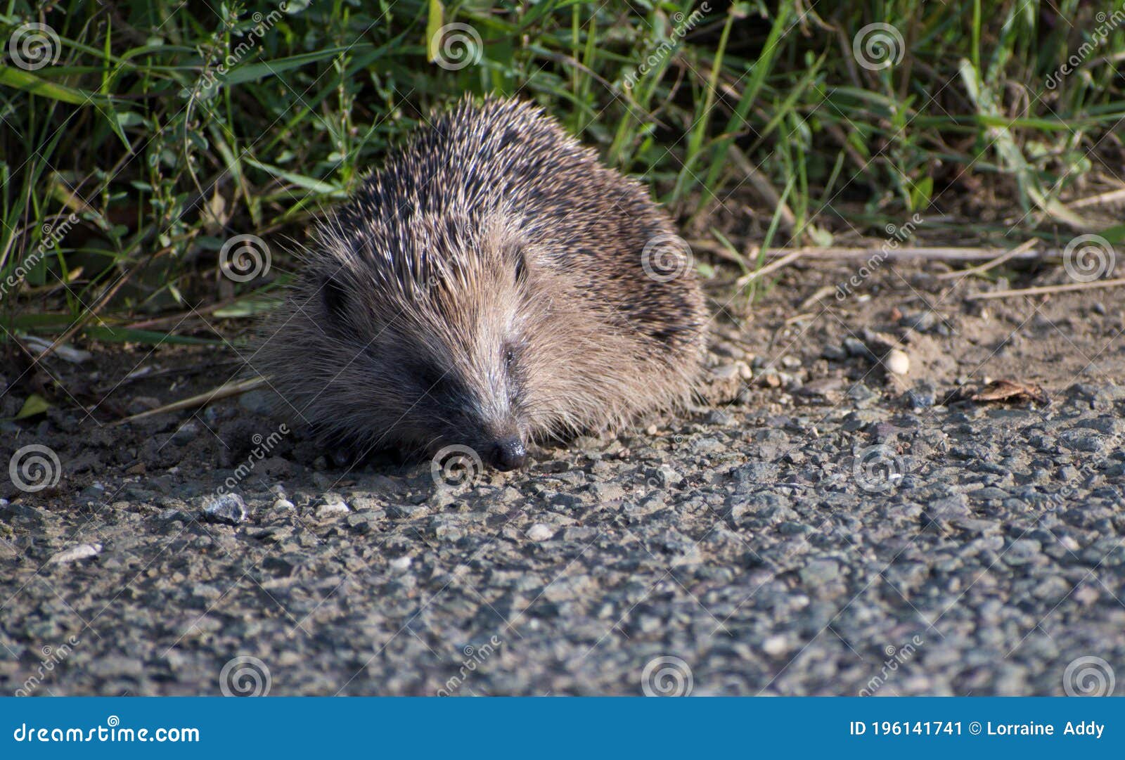 Tired and Orphaned Young Hoglet on a Roadside with Grass Stock Image ...