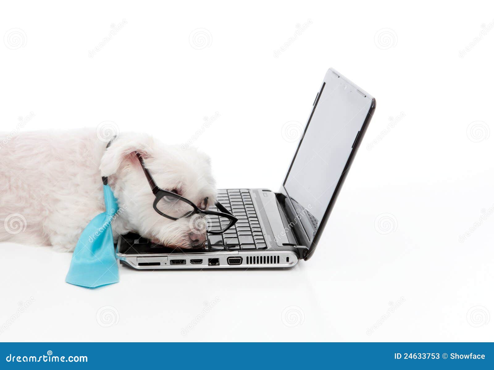 Tired Overworked Dog Sleep Computer Laptop Stock Image - Image of ...