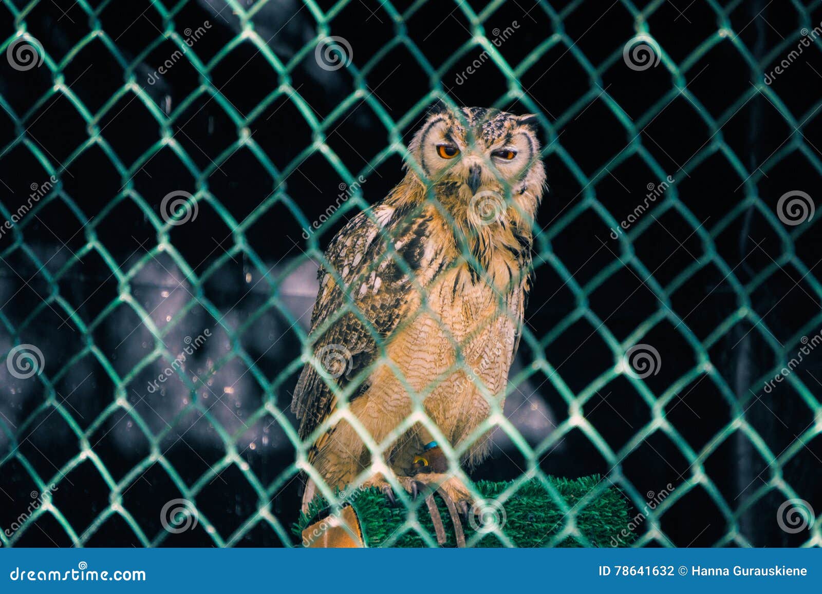 133 Tired Owl Photos - Free & Royalty-Free Stock Photos from Dreamstime