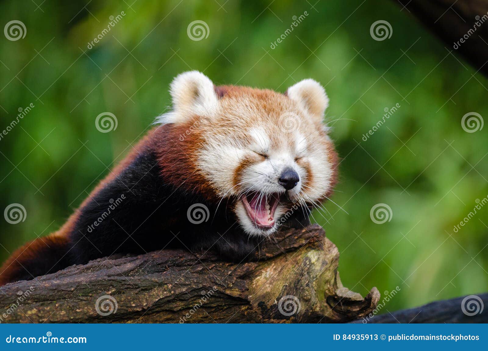 Tired Panda Picture. Image: 84935913