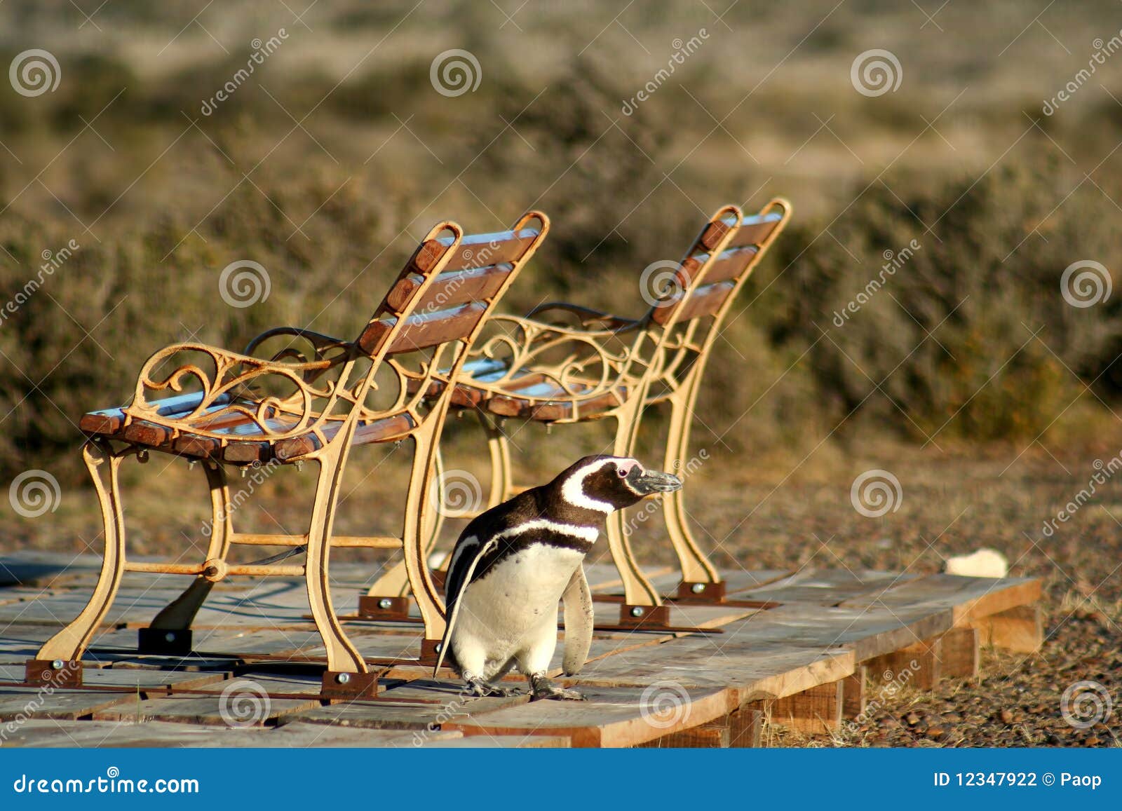Small tired penguin stock photo. Image of looking, move - 12347922