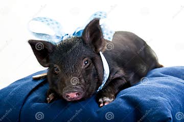 Tired Pig lying down stock image. Image of lonely, ribbon - 13534561