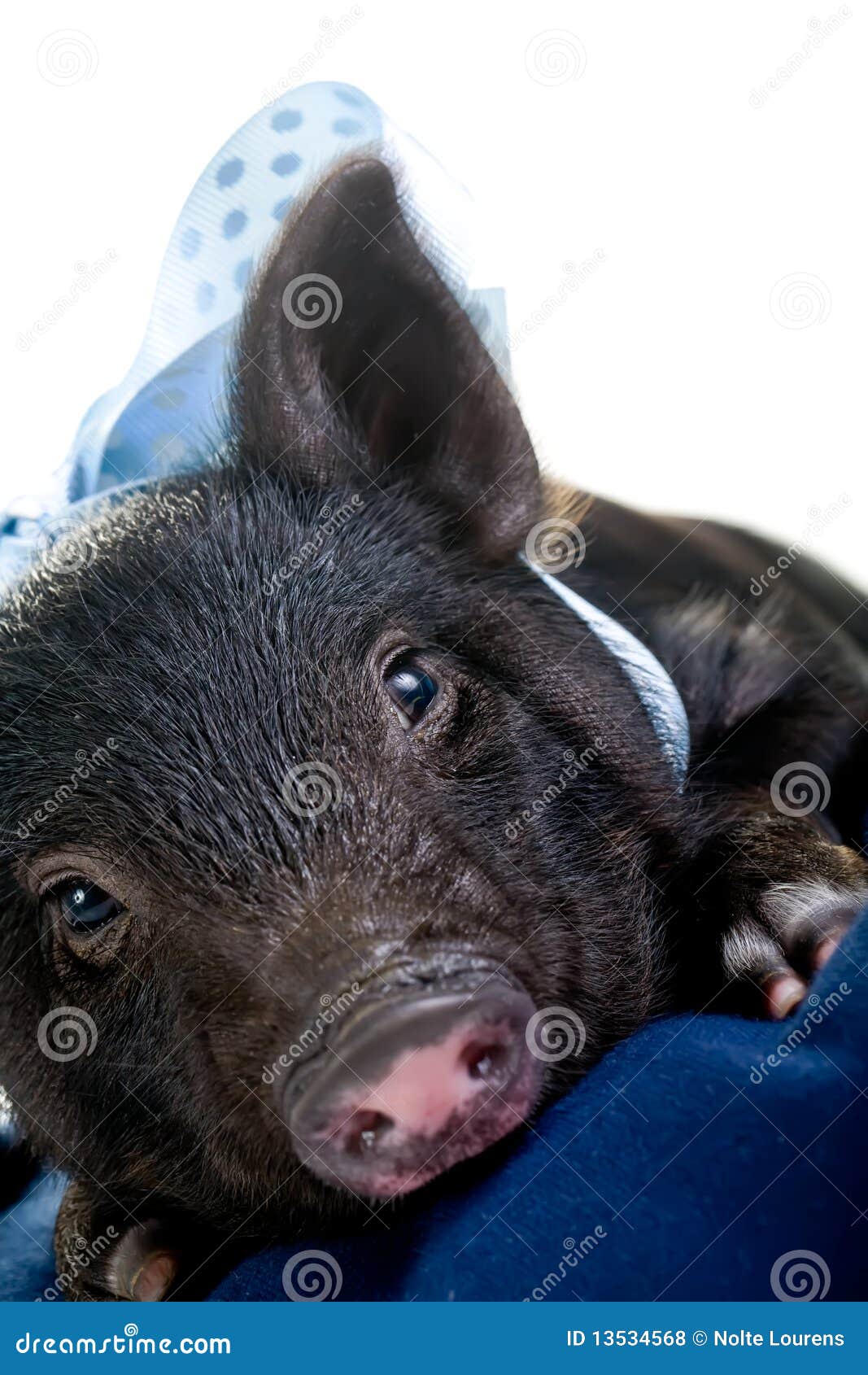 Tired Pig lying down stock photo. Image of farm, pork - 13534568