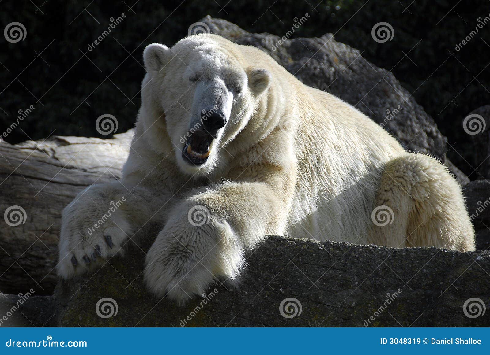 Tired polar bear stock image. Image of yawn, wild, weary - 3048319