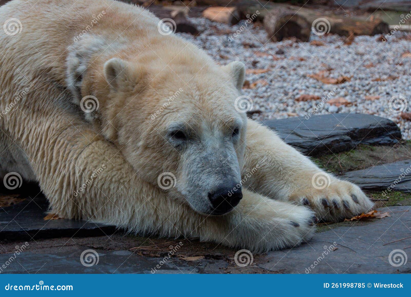 Tired Polar Bear Lying on a Stone Stock Image - Image of carnivore, nature: 261998785