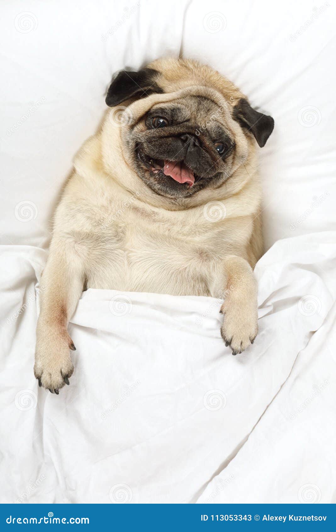 Tired Pug Dog Resting in Bed Stock Image - Image of wrinkles, home ...