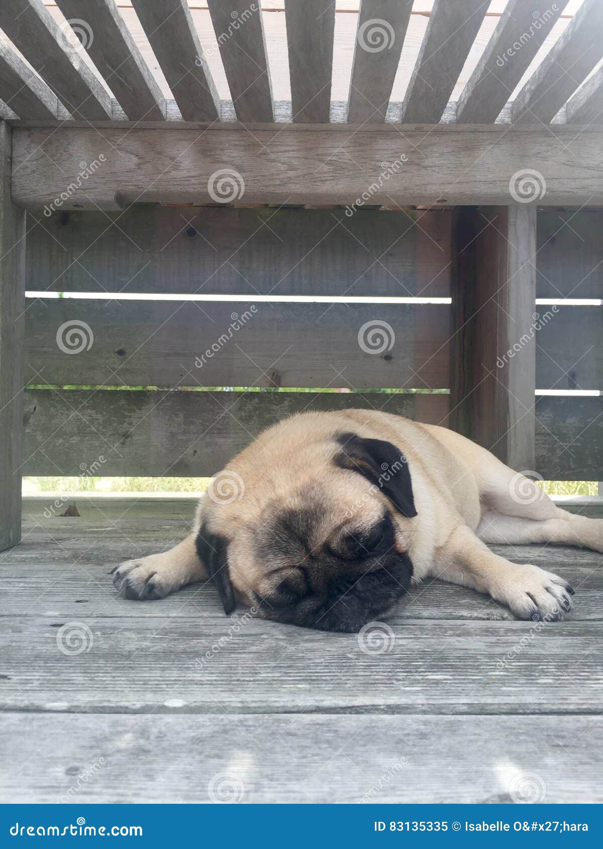 Tired pug stock image. Image of outdoor, exhaustion, cute - 83135335