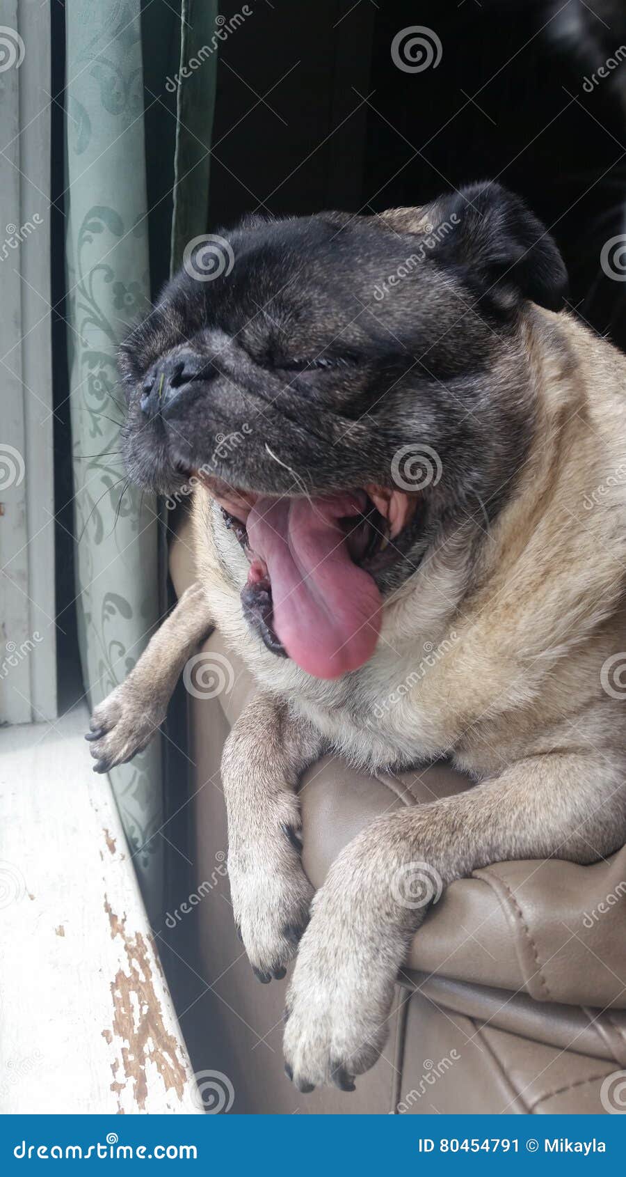 Tired Pug stock image. Image of couch, tired, yawning - 80454791
