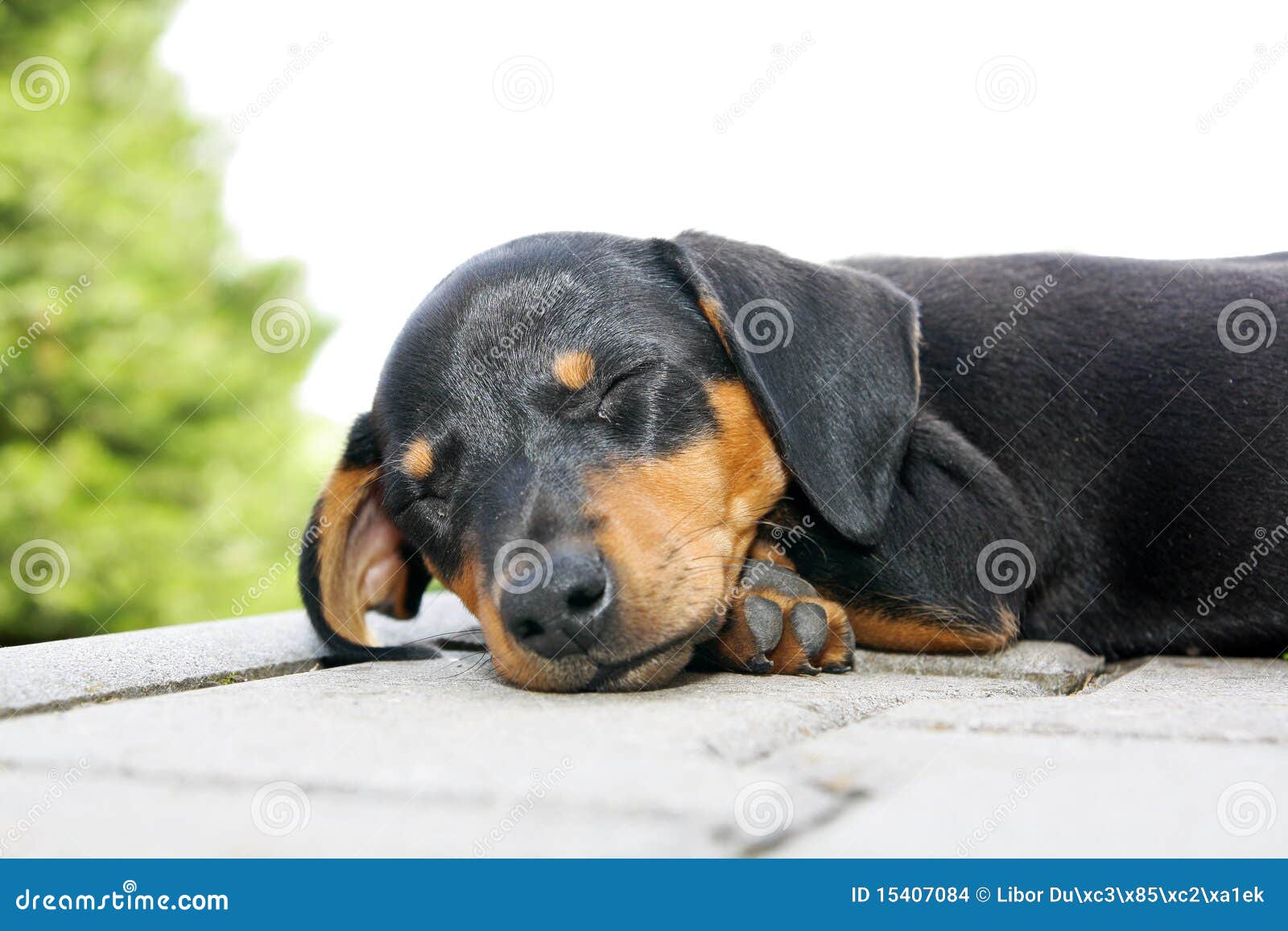 Tired puppy stock photo. Image of purebred, doggy, sleep - 15407084