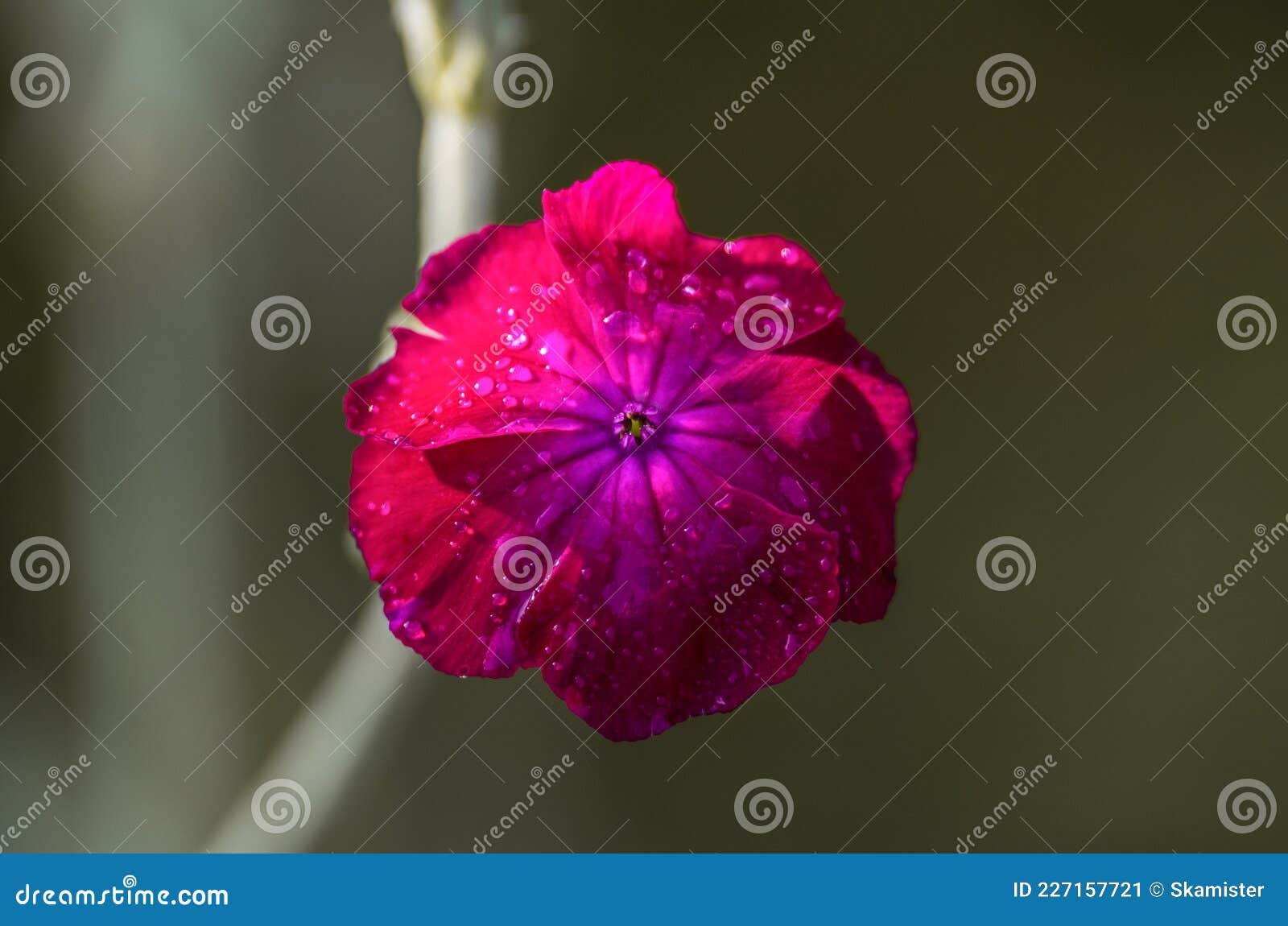Tired purple flower stock image. Image of colorful, garden - 227157721