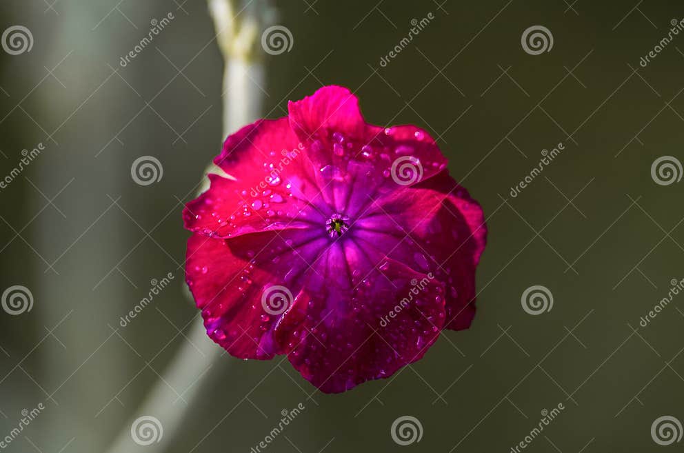 Tired purple flower stock image. Image of colorful, garden - 227157721