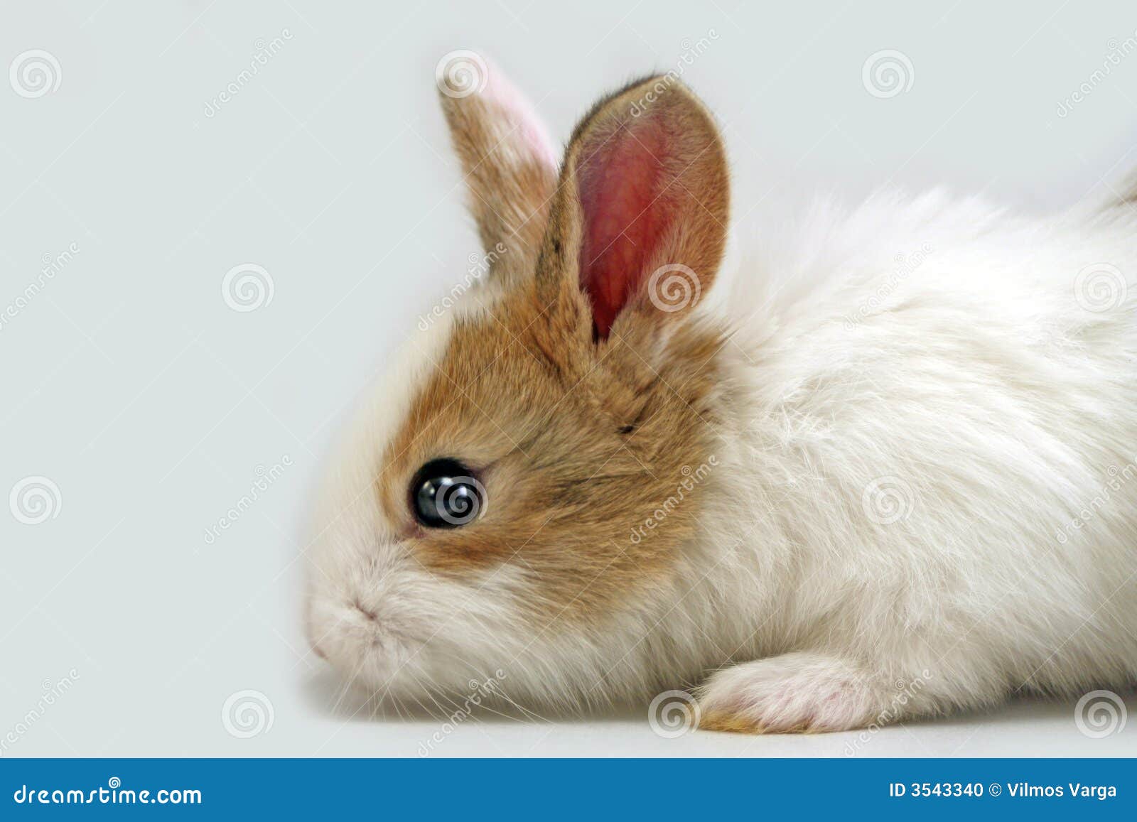 Tired rabbit stock foto. Afbeelding bestaande uit rabbit - 3543340