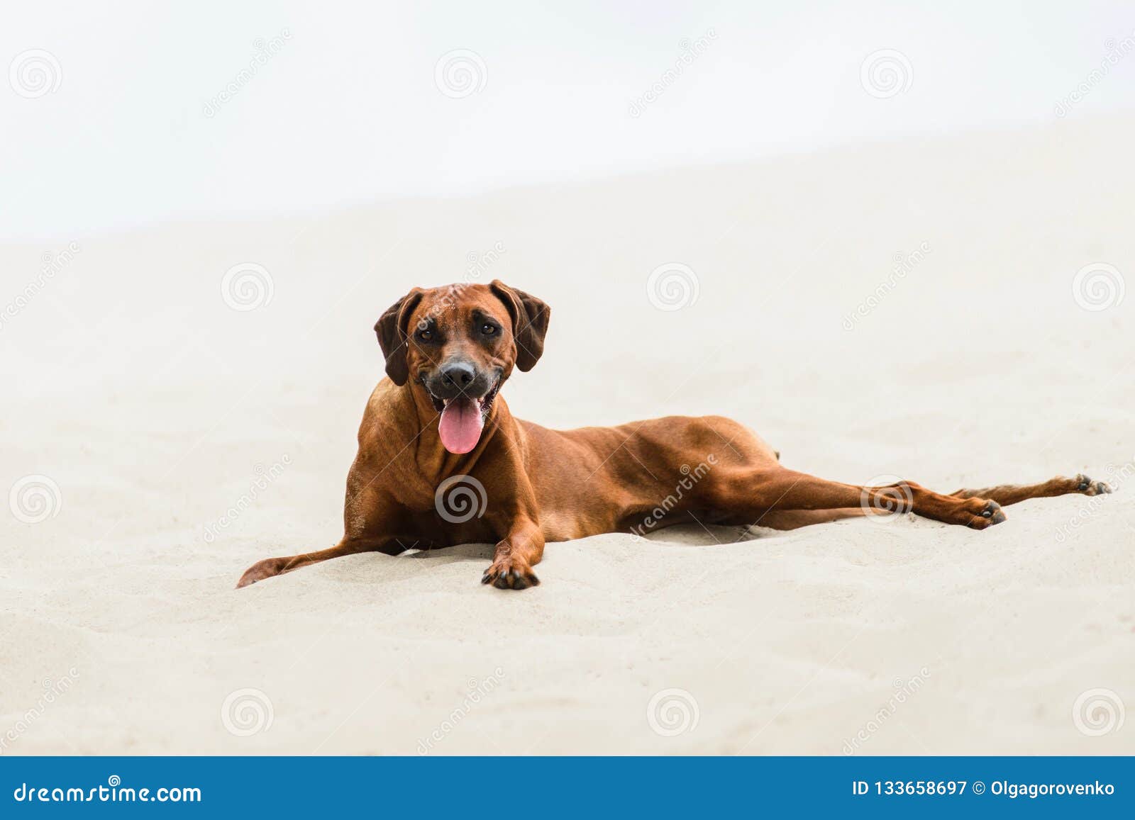 Tired Rhodesian Ridgeback Lying on Sand Stock Image - Image of animal ...