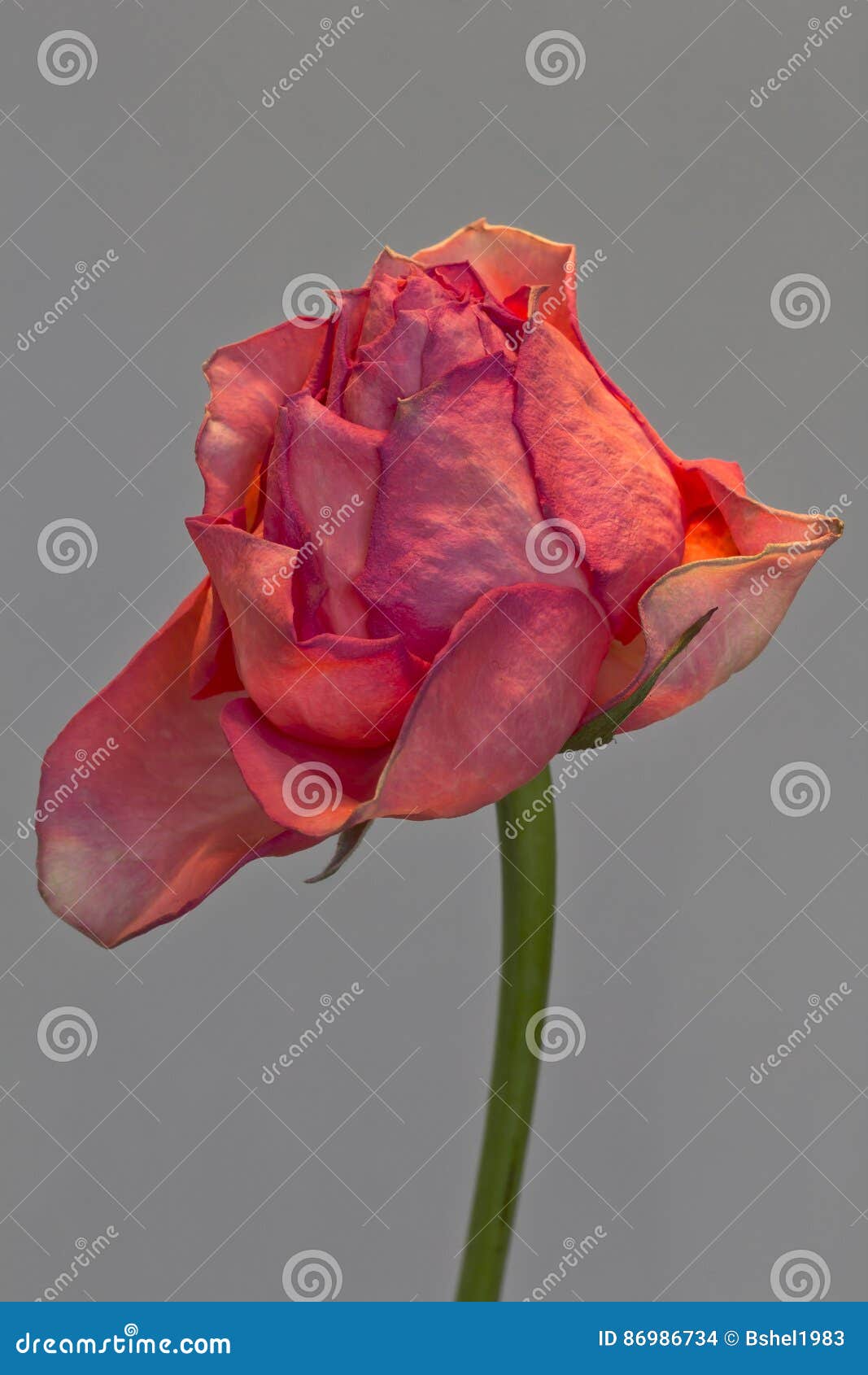 Tired rose stock photo. Image of longer, closeup, looking - 86986734