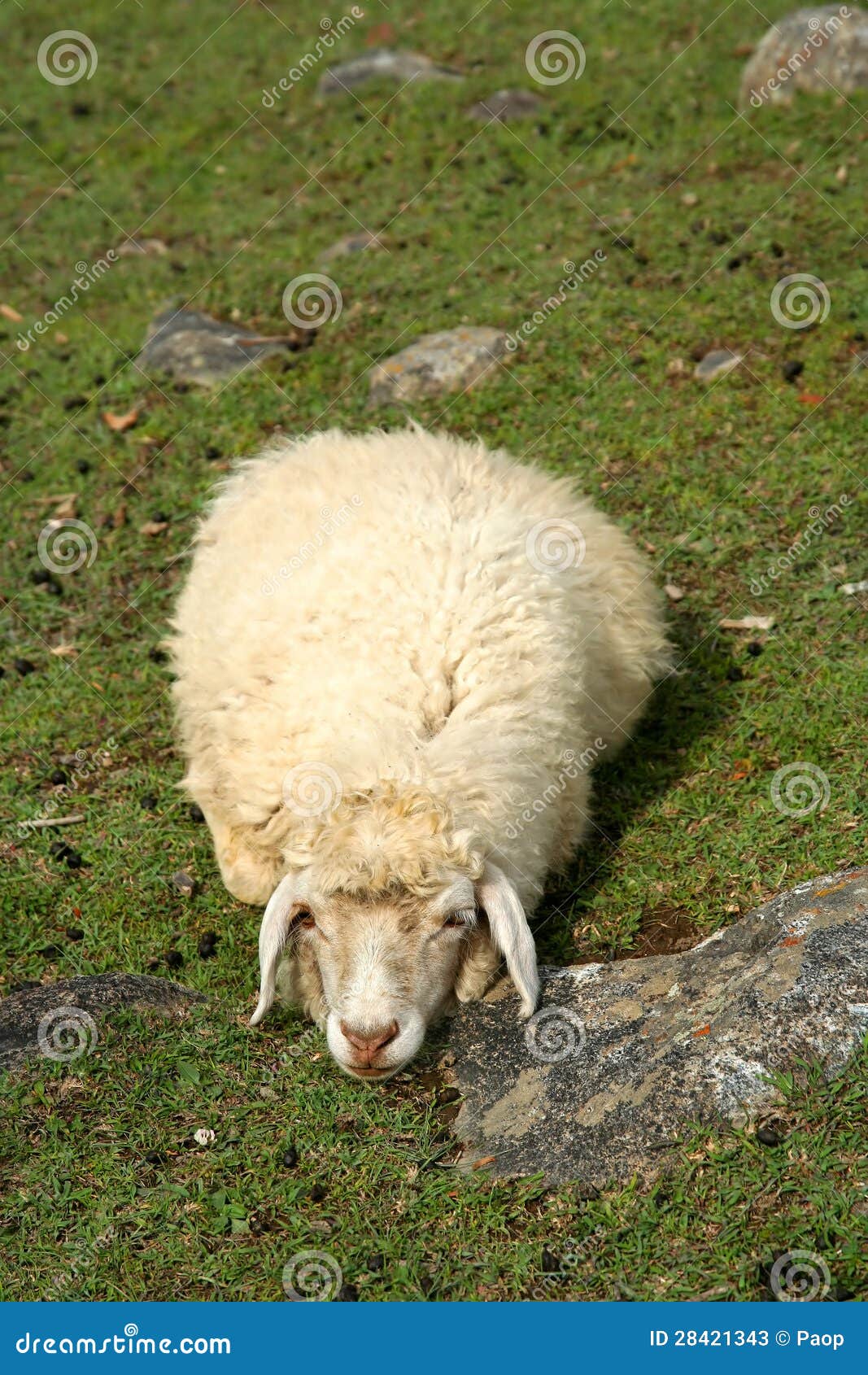 Tired sheep stock image. Image of pride, field, head - 28421343