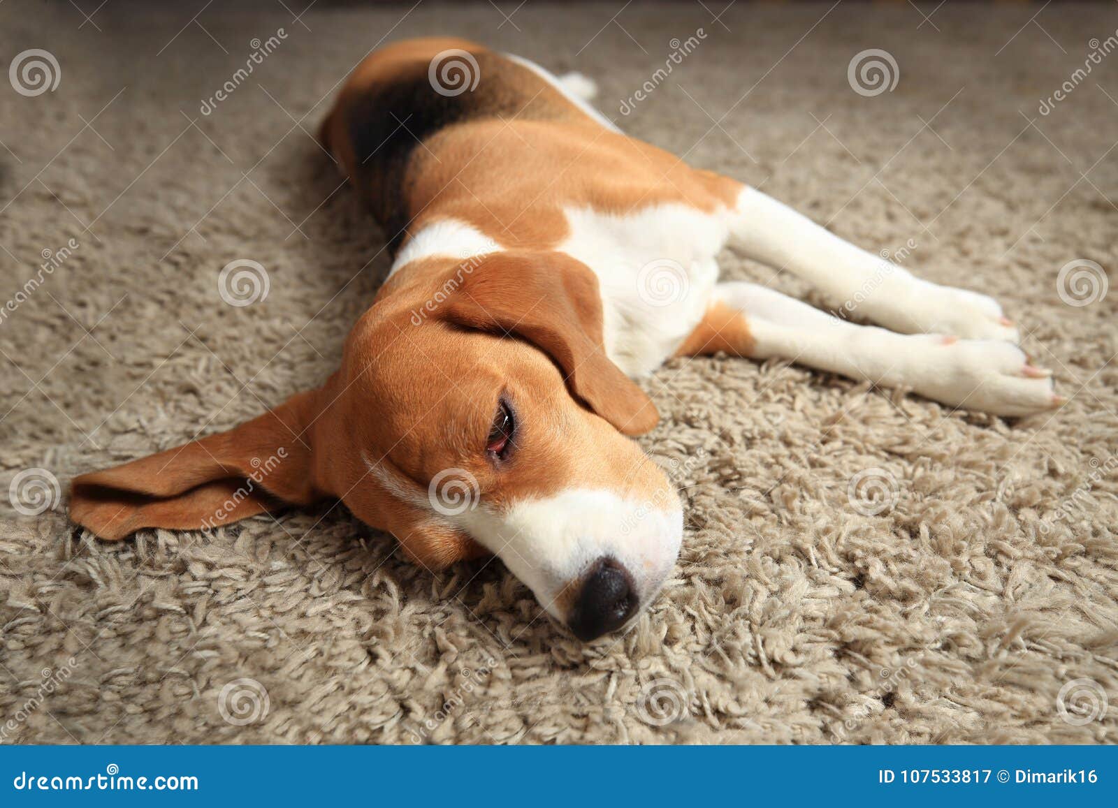 Tired sleeping beagle dog stock image. Image of relaxation - 107533817