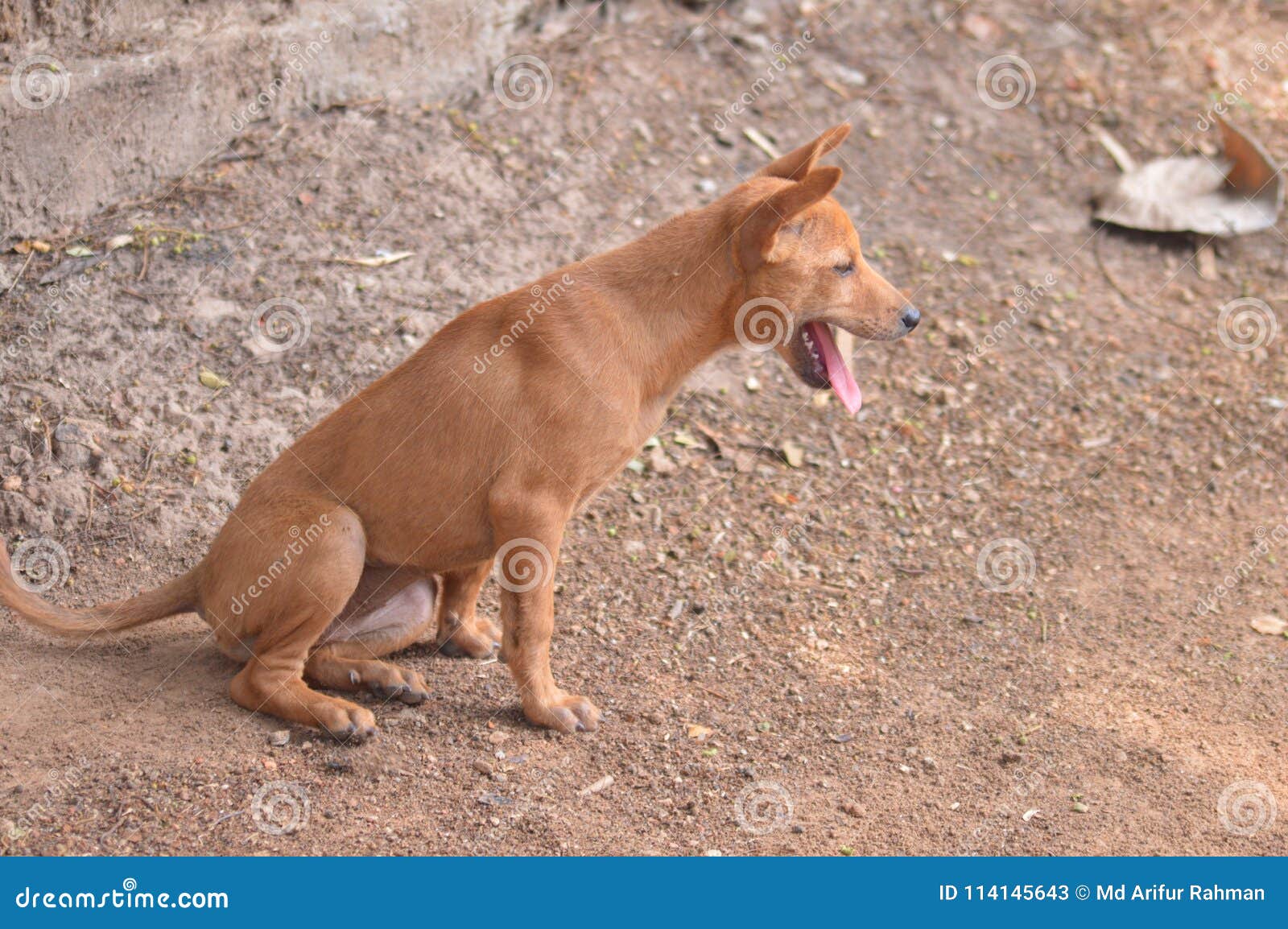 Tired Small Puppy stock image. Image of doxie, doggie - 114145643