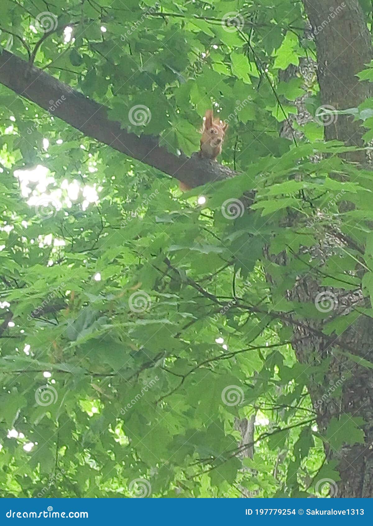 Tired Squirrel Lying Down on the Branch. Squirrel are Having Rest Stock ...