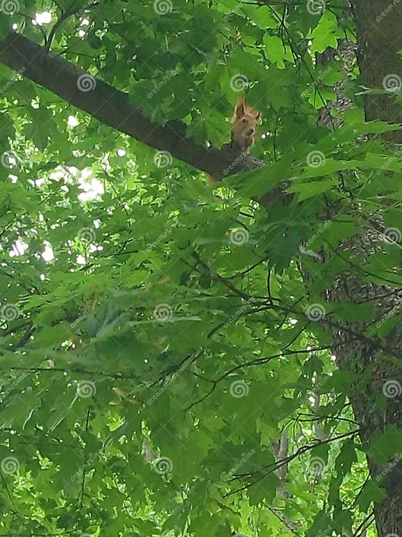 Tired Squirrel Lying Down on the Branch. Squirrel are Having Rest Stock ...