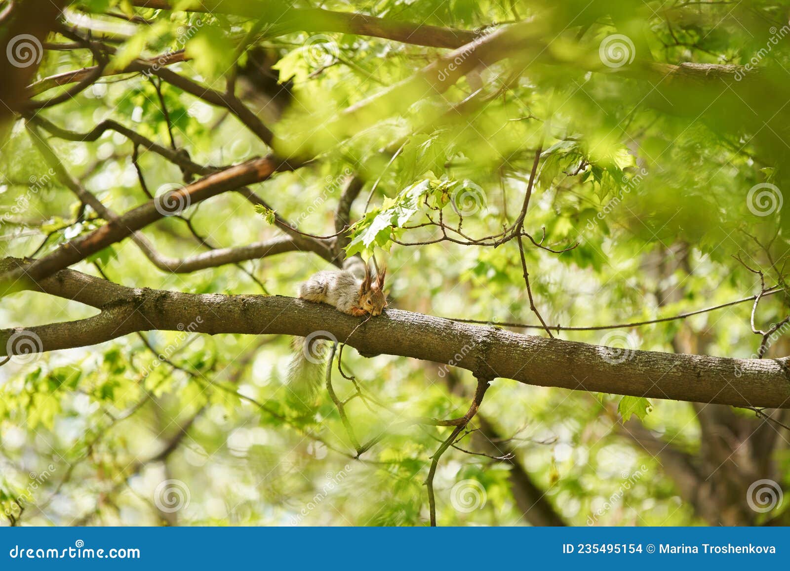Tired Squirrel Lying Down on the Branch. Stock Photo - Image of funny ...