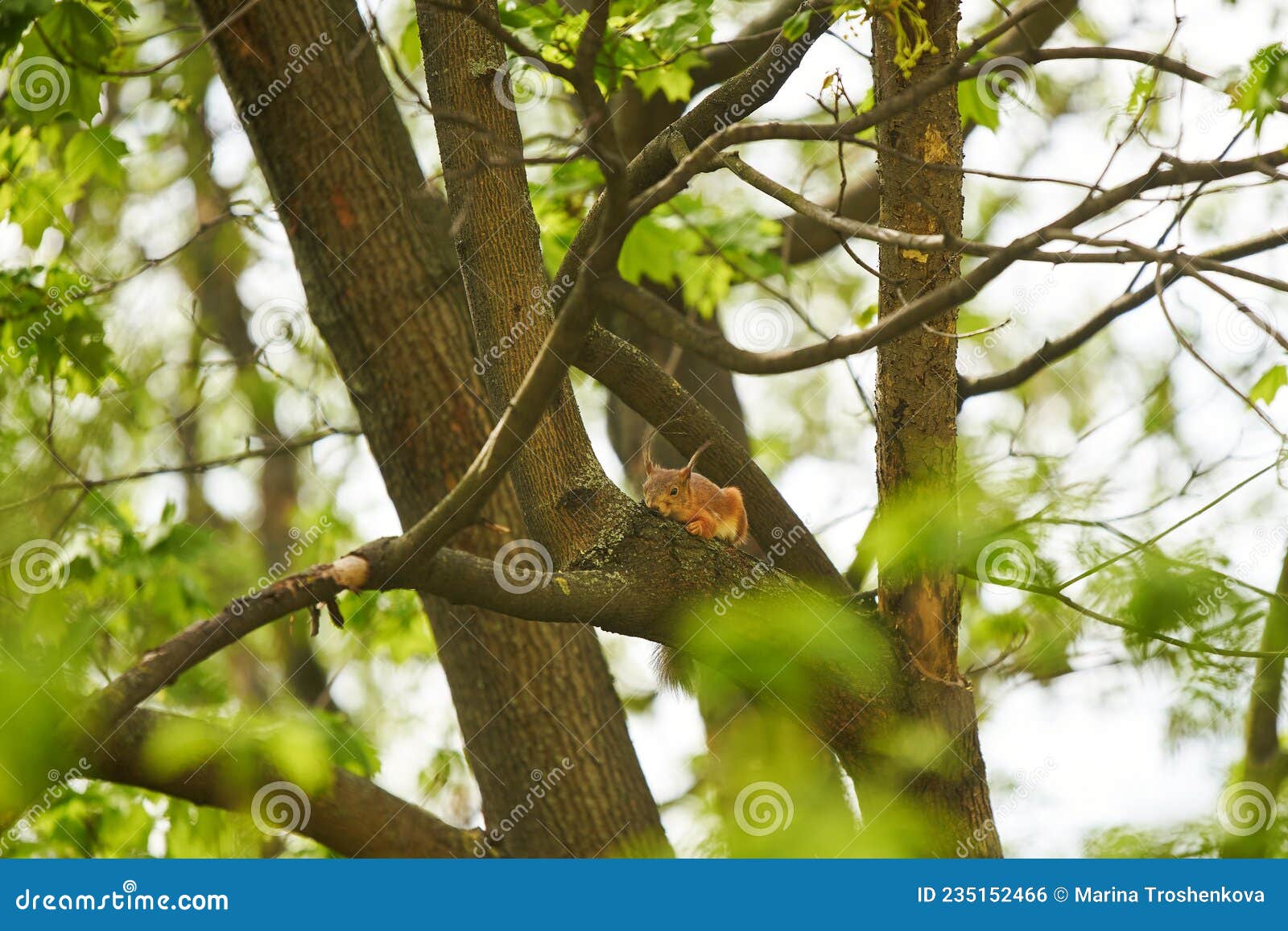 Tired Squirrel Lying Down on the Branch. Stock Photo - Image of brown ...