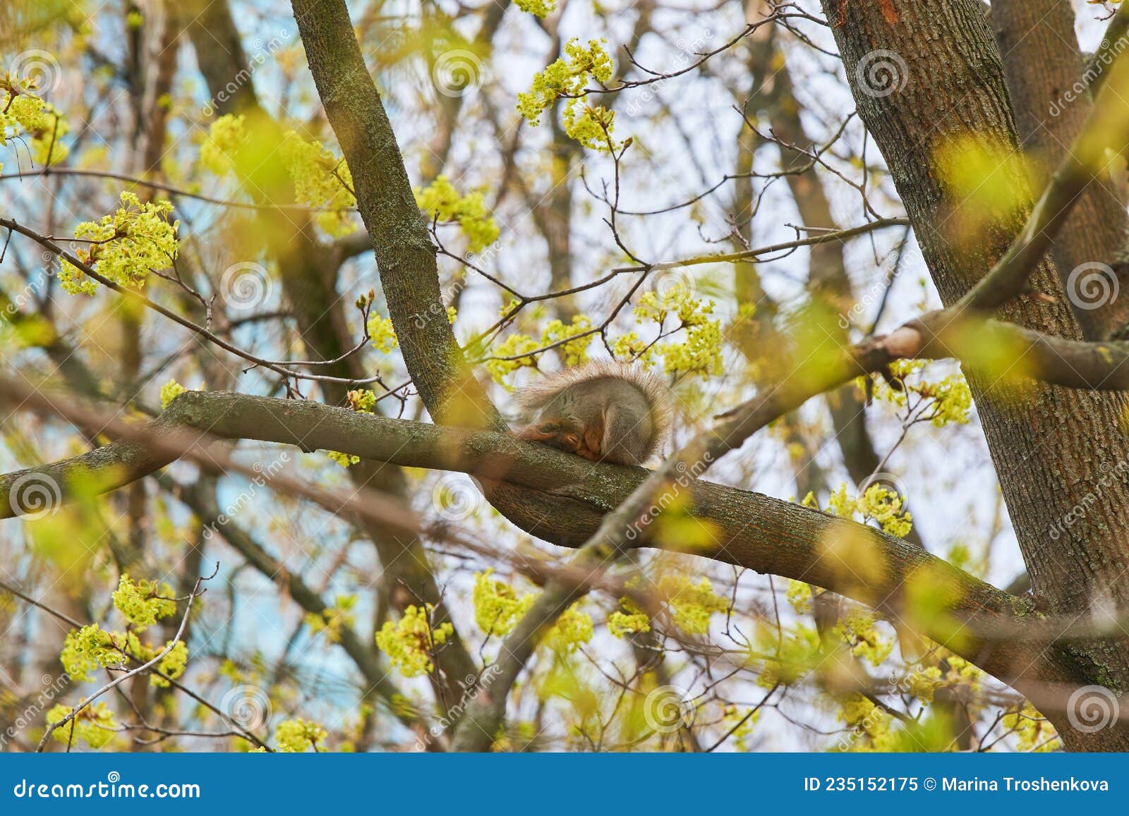 Tired Squirrel Sleeping Down on the Branch. Stock Image - Image of ...