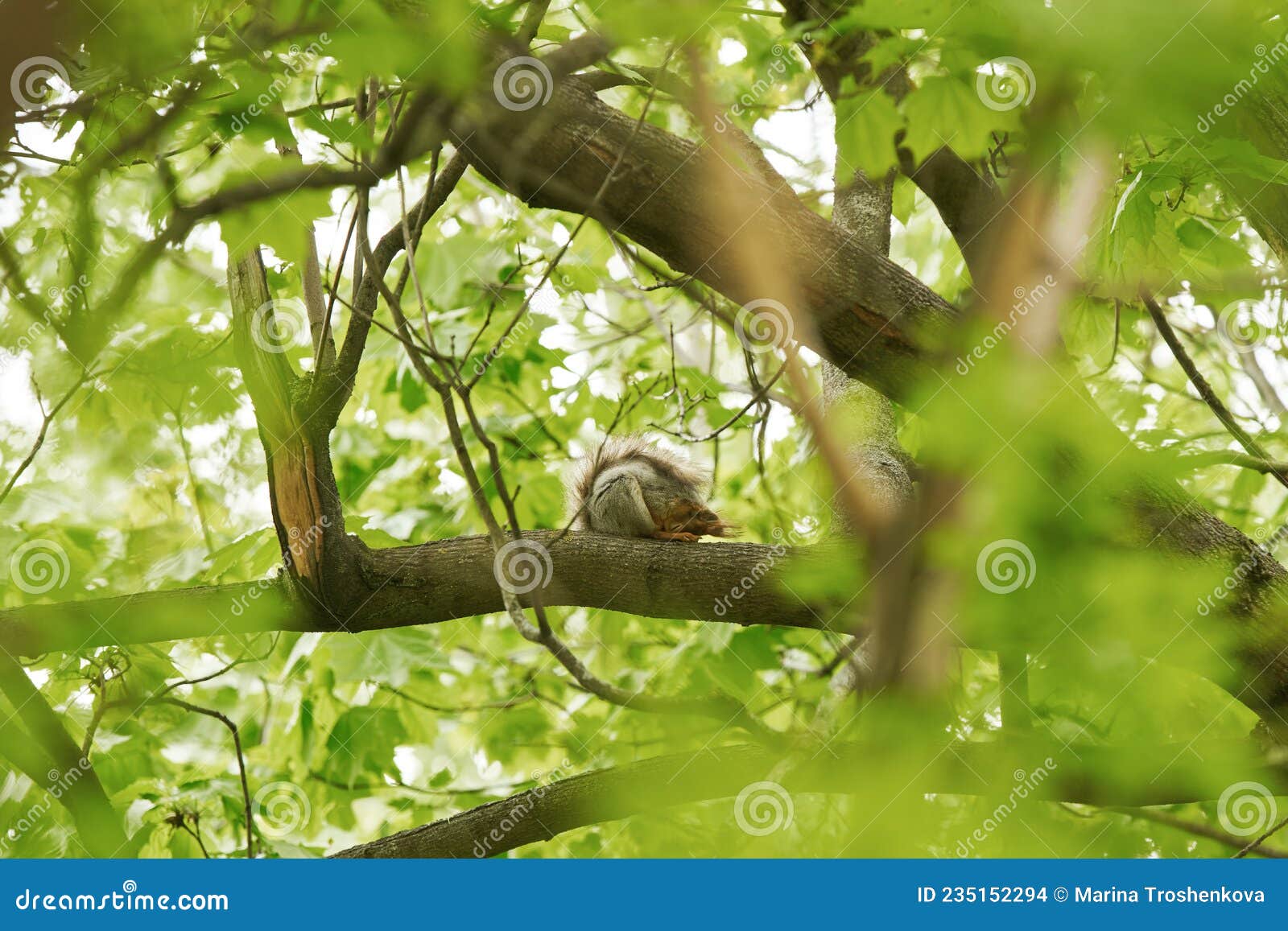 Tired Squirrel Sleeping Down on the Branch. Stock Photo - Image of ...