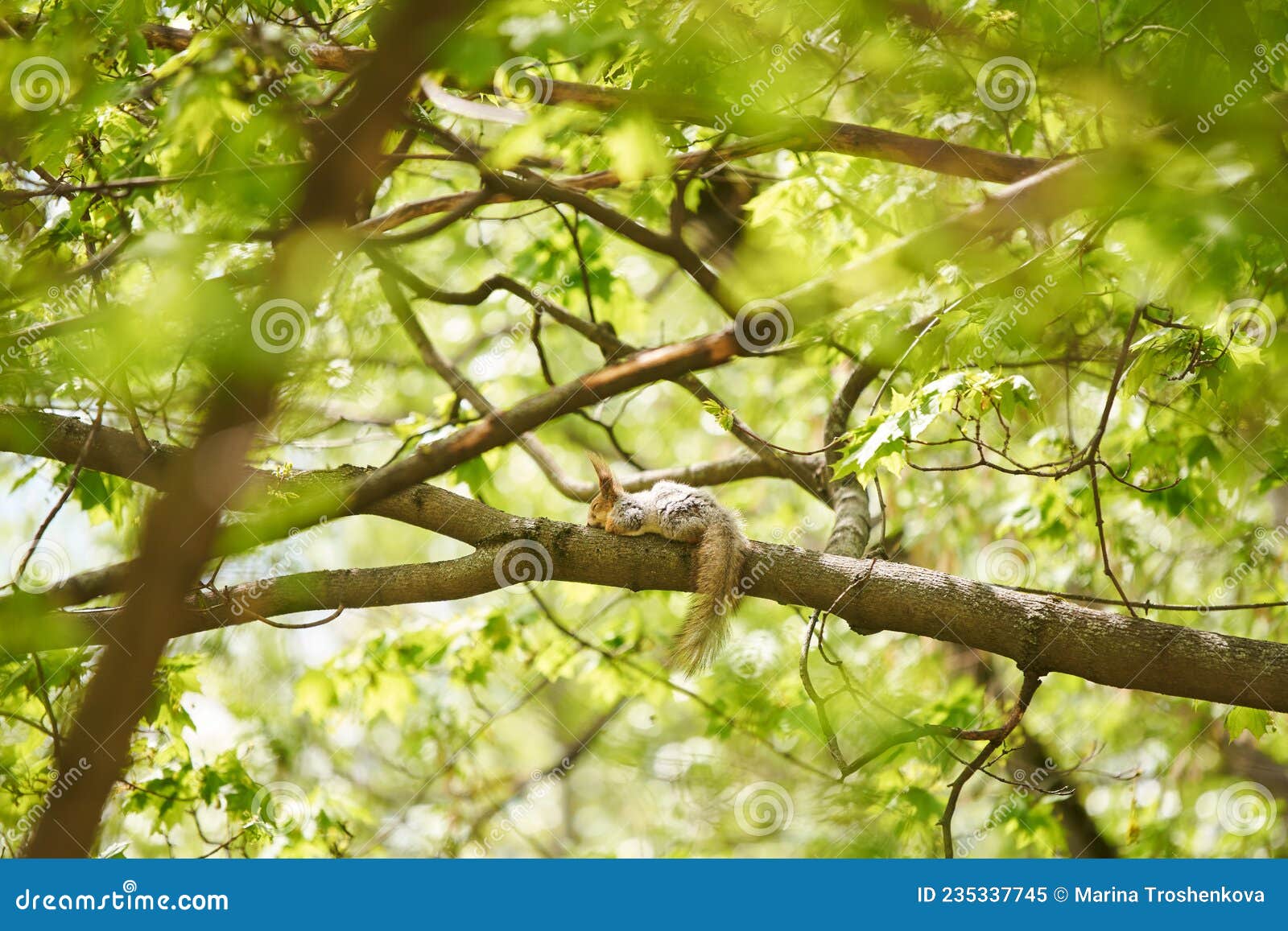 Tired Squirrel Sleeping Down on the Branch. Stock Image - Image of ...