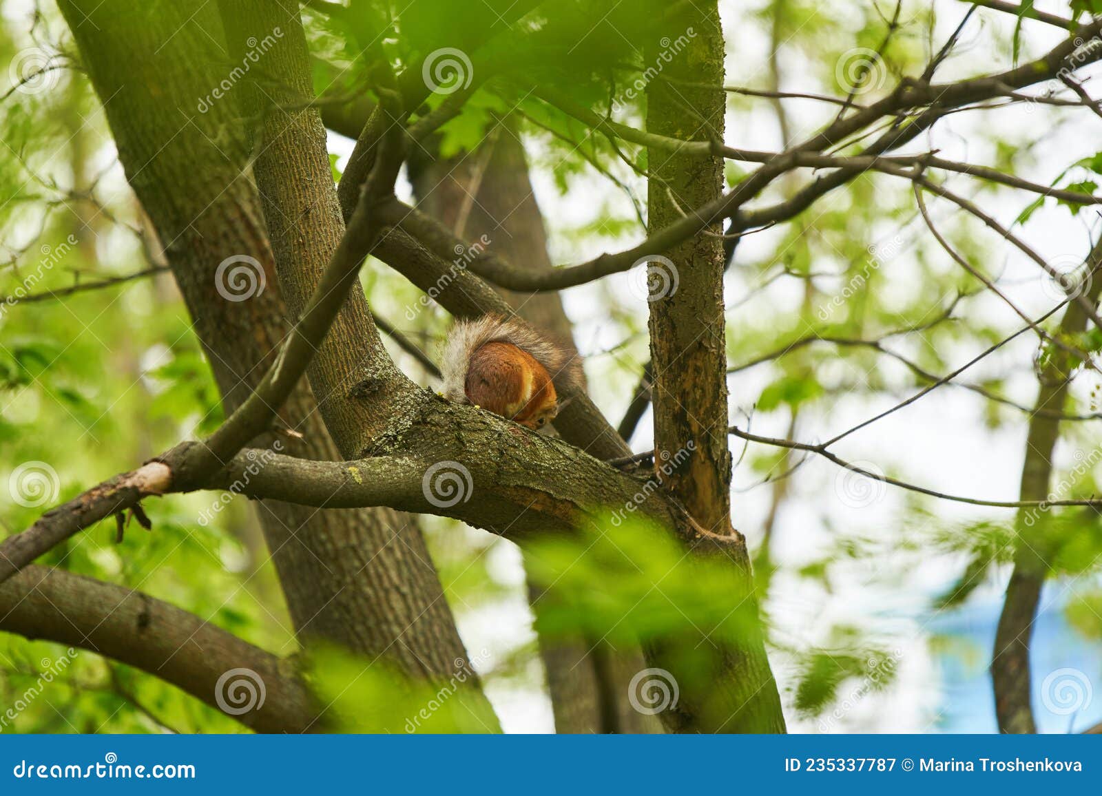Tired Squirrel Sleeping Down on the Branch. Stock Image - Image of ...