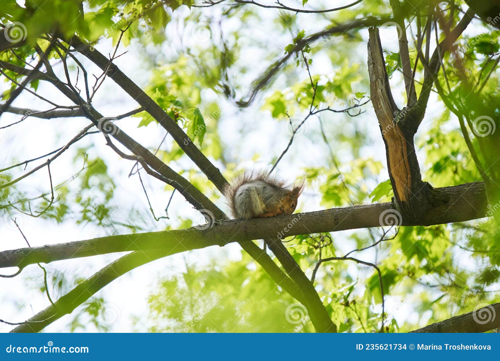 Tired Squirrel Sleeping Down on the Branch. Stock Photo - Image of ...