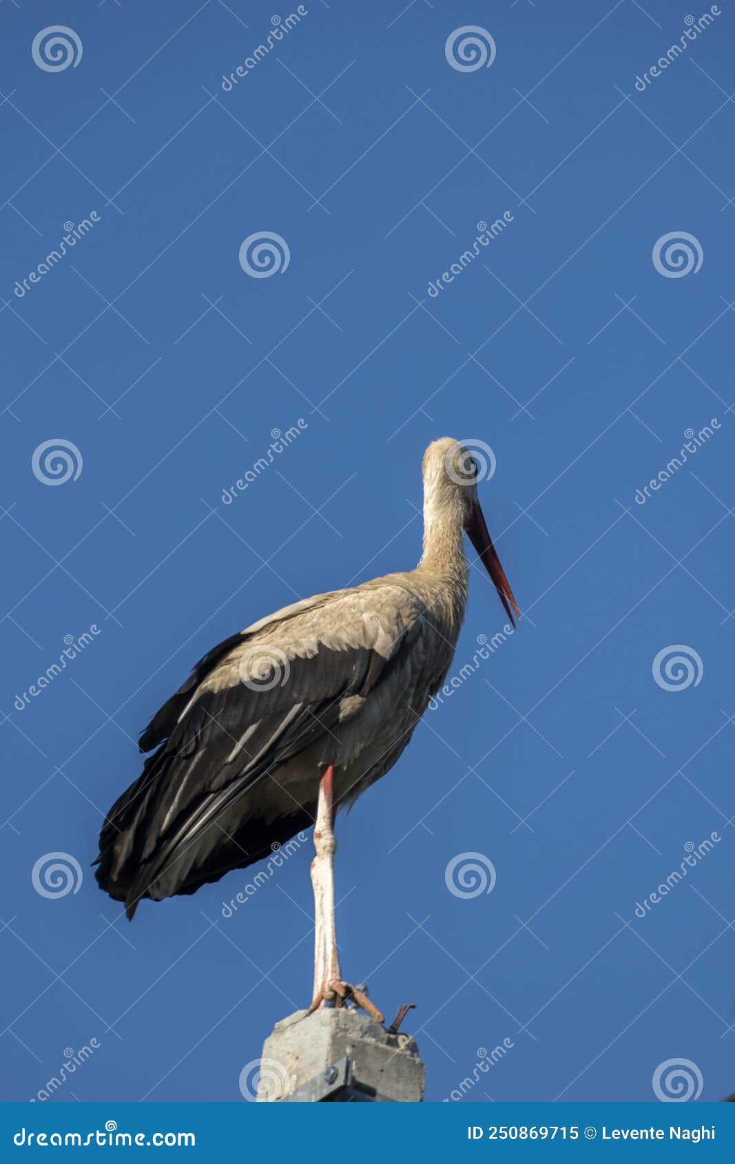 Tired Stork with Long Red Beak Resting on the Pole Stock Image - Image ...