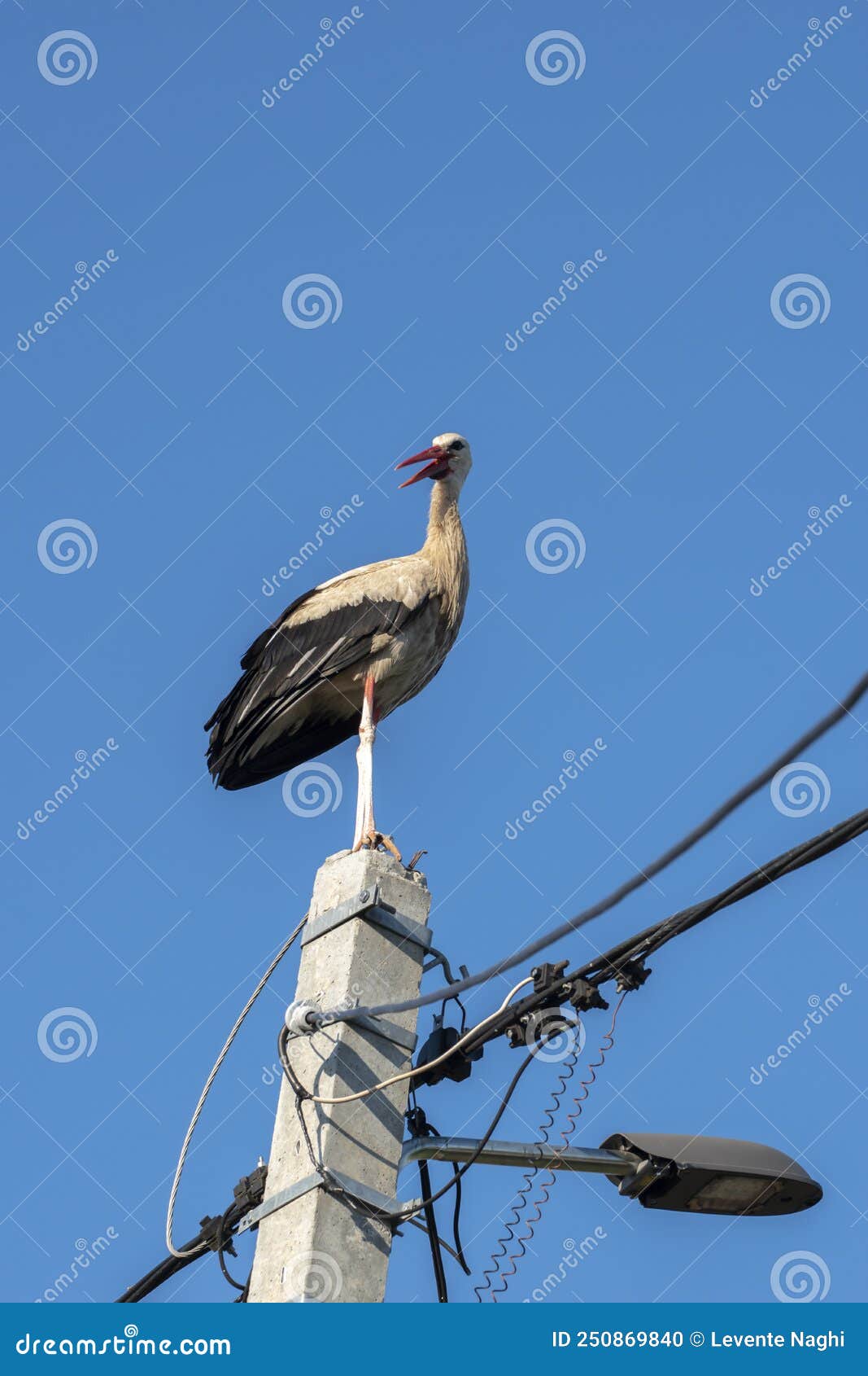 Tired Stork with Long Red Beak Resting on the Pole Stock Photo - Image ...